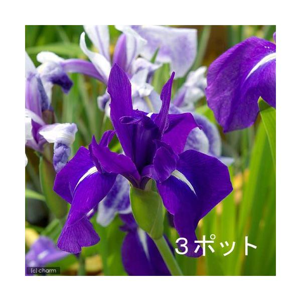 ビオトープ　水辺植物　水生植物　ayame　ガーデニング　その他水辺植物　all_plants　カキツバタ0319　植物　植物生体　ガーデニング生体　biotop_170517　育て方　育成方法　栽培方法　039_list　p5mizbrk...