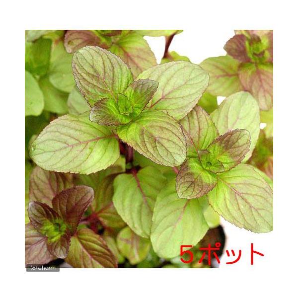 水辺植物　水生植物　ハーブ　枝もの　有茎種　ガーデニング　水辺植物　all_plants　ggsiemqw33　ウォーターミント　bio_130715　植物　植物生体　ガーデニング生体　kpps1609_pu5_biosnt　biotop_...