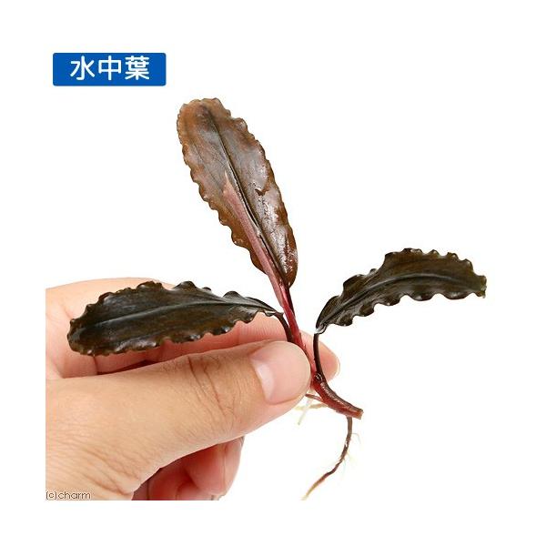 PF_SPQ　水草　クリプトとその近縁　ワイルド便　陰性水草　低光量　ブケファランドラ　Ｂｕｃｅｐｈａｌａｎｄｒａ　サトイモ科　Ａｒａｃｅａｅ　ブセファランドラ属　ボルネオ　コッパ―　Ｃｏｐｐｅｒ　20120323　kaijyo　YT