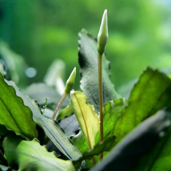 PF_SPQ　水草　クリプトとその近縁　ワイルド便　陰性水草　低光量　ブケファランドラ　Bucephalandra　サトイモ科　Araceae　ブセファランドラ属　ボルネオ　トリカラー　Tricolor　20120323　kaijyo　YT