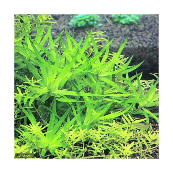 PF_SPQ　熱帯魚　水草　後景草　エイクホルニア　ミズアオイ　横に広がる　無農薬　ヘテランテラ　Heteranthera　zosterifolia　20120519　YS_hetetewp　_aqua　itioshi10034　Np5Js...