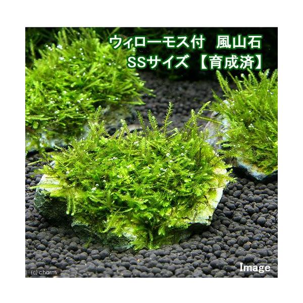 熱帯魚　エビ用水草　水草　溶岩石付　all_plants　溶岩石素材はこちら　ウィローモス溶岩石はこちら　ウィローモスはこちら　ウィローモス　sokonuke0216水草　ハウス状はこちら　wp_february500　20120703　Ｙ...