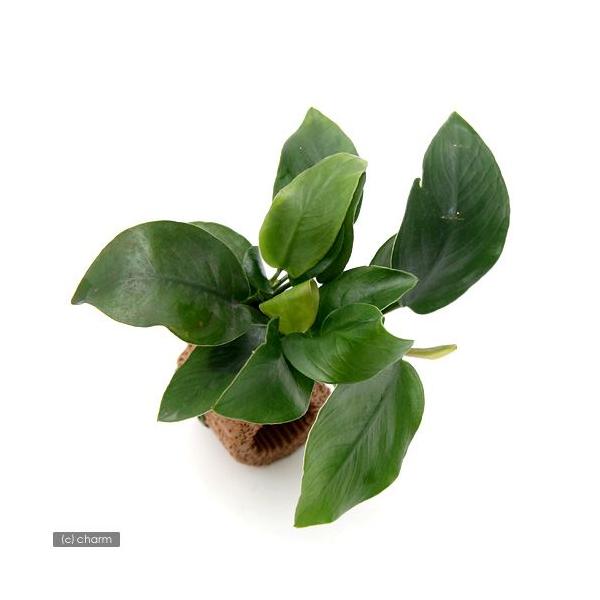 熱帯魚　ビギナーにお勧め　活着する水草（アヌビアス）　水草　アヌビアス　小型　アヌビアスナナ　アヌビアスナナはこちら　20100411　DO　life_plant_etc　life_malti_wp　wp_kywrd　lifemultise...