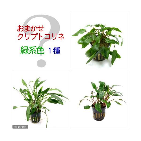 negativeplants　熱帯魚　_aqua　水草　ビギナー　簡単　初心者　all_plants　wp_kywrd　20120118　ＴＮ　おまかせ　クリプトコリネ　緑系色　緑色　３ポット　陰性水草　低光量　greenplants　to...