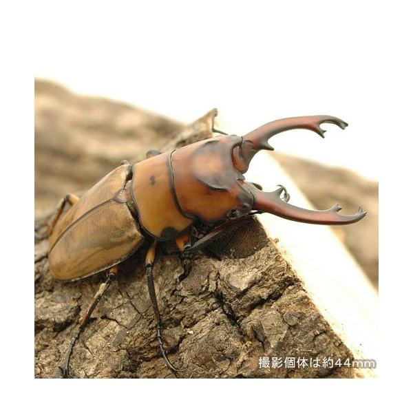 PF_SPQ　nesia_insect　▲クワガタ　外国産ノコギリクワガタ　カブト・クワガタ・用品　カブトムシ・クワガタ　外国産クワガタ（成虫）　gw_昆虫 kaijyo　select01musi　weeklyinsect　irupaqto...