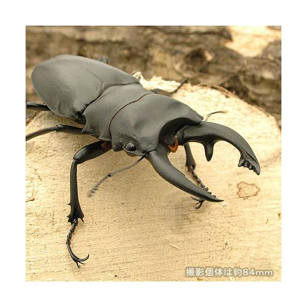 PF_SPQ　Philippines_insects　昆虫　クワガタムシ　外国産クワガタムシ　ツヤクワガタ　オドントラビス　アルケスツヤクワガタ　Odontolabis　alces　JA　kongetsunyukainsect　restco...