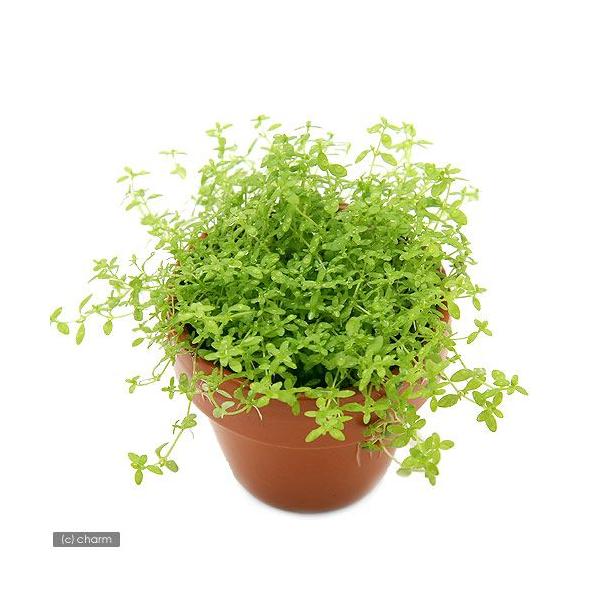 熱帯魚　bnr_mzkslft_okdk　point5wplants