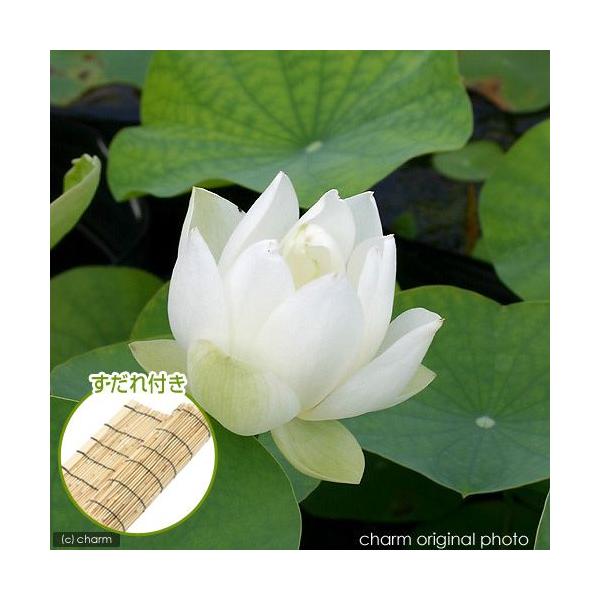 ビオトープ　ガーデニング　水辺植物　ハス　time090611　hasu_10bai0731　all_plants　sp_gardenハス　tuihi_rotas0614　発芽待ちハス　ハスとすだれのセット　すだれ　20120620　初心者...