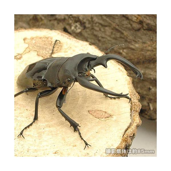 PF_SPQ　昆虫　Philippine_insect　クワガタムシ　オドントラビス　ツヤクワガタ　Odontolabis　dalmanni　intermedia　restock　kongetsunyukainsect　pickup01mu...