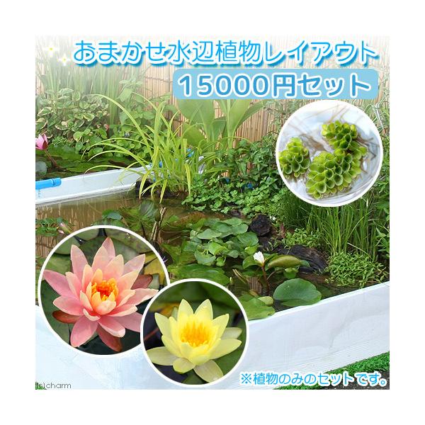 _aqua　sfset　_gardening　ガーデニング　水辺植物　ビオトープ　スイレン　おすすめ水辺植物　おまかせ水辺植物レイアウトセット　１５０００円セット　20120621　ＨＴＫ　xdwsq174ガーデニング　植物　植物生体　ガー...