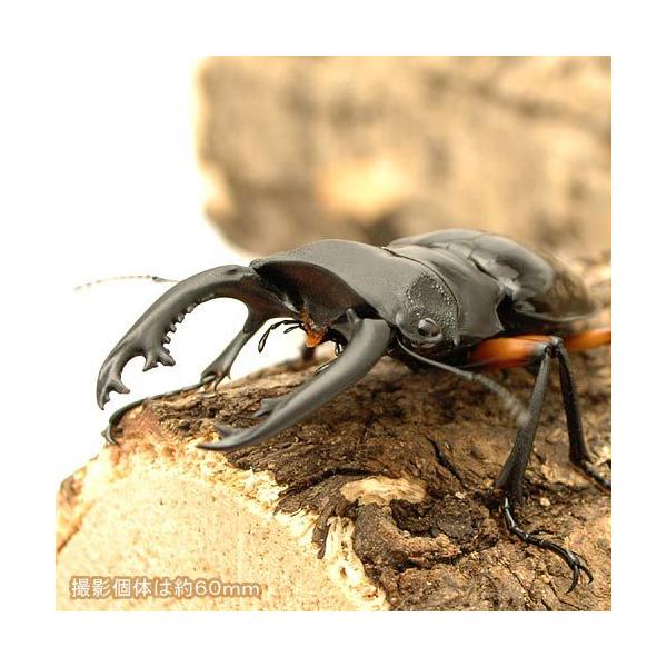 PF_SPQ　▲クワガタ　オドントラビス　外国産クワガタ　オドントラビス　Odontolabis　imperialis　komorii　インペリアリスツヤクワガタ　restock　kongetsunyukainsect