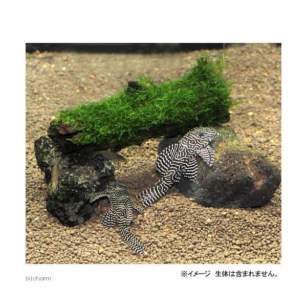 熱帯魚　_wp　_aqua　ウィローモス特集　ビギナーにお勧め　巻きたてはこちら　塊状はこちら　塊状ウィローモスＳはこちら　ウィローモスはこちら　水草付き流木　エビ用水草　ＣＯ２なしでも育つ水草　水草　モス／シダ付流木　all_plants...
