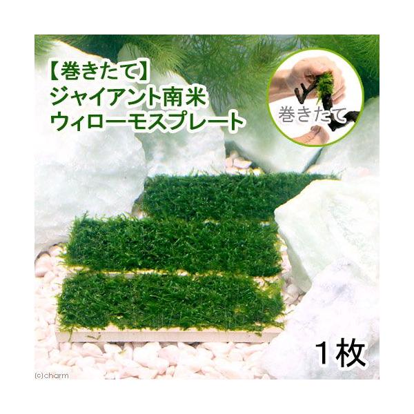 熱帯魚　_wp　_aqua　ウィローモス特集　エビ用水草　水草　コケ　モス類　all_plants　ウィローモス　エビが喜ぶアクセサリ　20120923　NR　wp_kywrd　tcokhotuk　マット状はこちら　mosmat　47hou...