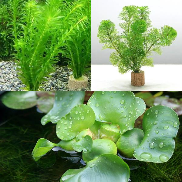 熱帯魚　_wp　_aqua　金魚・メダカ　金魚　メダカ　金魚藻　ビオトープ　水辺植物　水生植物　浮葉植物　ホテイ草特集　水草　浮き草　ホテイソウ　ホテイアオイ　水玉　カボンバ　キャボンバ　Ｃａｂｏｍｂａ　ｃａｒｏｌｉｎｉａｎａ　アナカリス　...