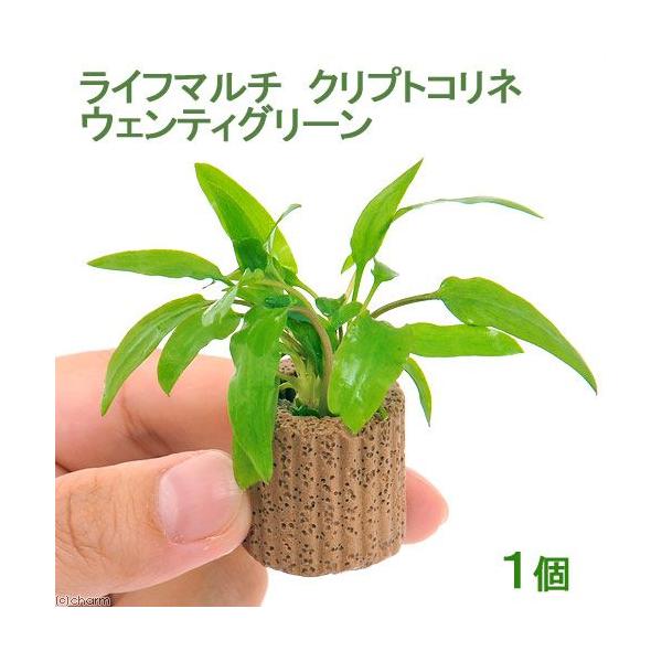 _aqua　熱帯魚　水草　クリプトとその近縁　中景　all_plants　wp_kywrd　クリプトコリネウェンティーグリーンはこちら　20120914　YS　ライフマルチ　クリプトコリネ　ウェンティー　グリーン　1個　Cryptcoryn...