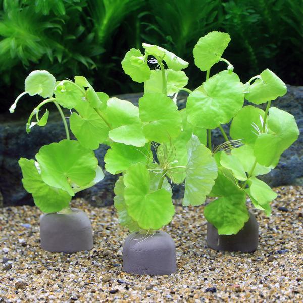 熱帯魚　金魚藻　ビギナーにお勧め　有茎　ア行　水草　後景草　丸い　金魚おすすめ水草07　life_malti_wp　lifemultiseries　金魚に合う水草　20120917　YS　_aqua　アマゾンチドメグサ　greenplant...