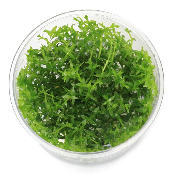 PF_SPQ　水草　前景草　草原　組織培養　カップ　オオアブノメ属　ヴィスキデューラ　Ｇｒａｔｉｏｌａ　ｖｉｓｃｉｄｕｌａ　YT　20240702　2024kouki　y24m07　wplantevent202411tc