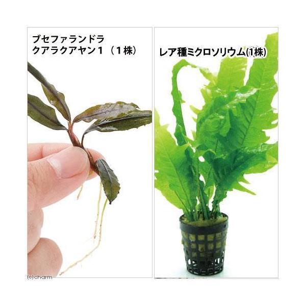 熱帯魚　ブセファランドラ　ミクロソリウム　20211227　YS　陰性水草　低光量　サトイモ科　Araceae　ブセファランドラ属　Bucephalandra　ウラボシ科　Polypodiaceae　ヌカボシクリハラン属　Microsorium