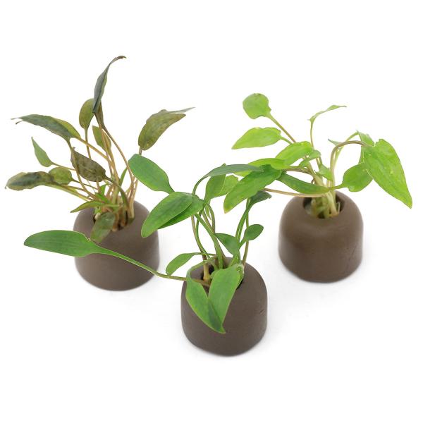 熱帯魚　_aqua　水草　クリプトとその近縁　中景　初心者　簡単　ビギナー　置くだけ簡単　all_plants　wp_kywrd　クリプトコリネ　おまかせ　クリプト　Cryptocoryne　20121210　NT　マルチリングブラック　3...