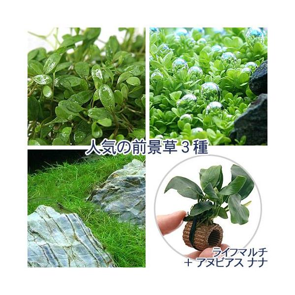 熱帯魚　_aqua　前景草200802　glosso20071116　水草　前景草　絨毯のような　グロッソスティグマはこちら　ikou_水草　all_plants　水草0527　水上葉_前景草　ninki_plants　grosso_sti...