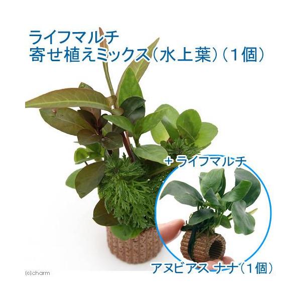 有茎(ラ行)　水草　20100112　DO　life_plant_etc　水上葉寄せ植え　life_malti_wp　wp_kywrd　nana-multiset_100　muryotassei_500_599　寄せ植えMIX　アヌビアス　...