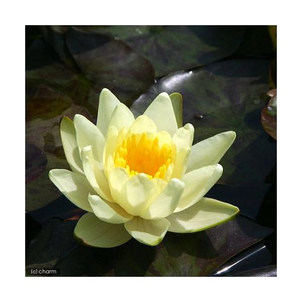 _aqua　sfset　_gardening　スイレン　睡蓮　栽培　育て方　ビオトープ　睡蓮　温帯性スイレン　スイレンまつり　ガーデニング　水辺植物　イエロー　スイレン（温帯性）　all_plants　li_yellow　father_ye...