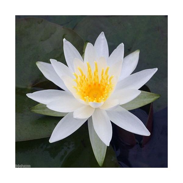 スイレン　睡蓮　栽培　育て方　ビオトープ　睡蓮　スイレン　温帯性スイレン　スイレンまつり　ガーデニング　水辺植物　スイレン（温帯性）　all_plants　li_white　ガーデニング　ontaiseisuiren　各色スイレン　2013...