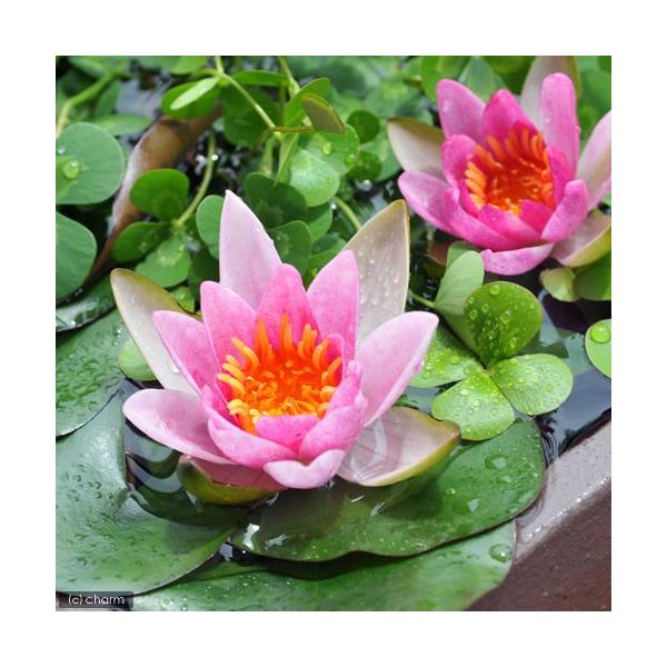 _aqua　_gardening　スイレン　睡蓮　栽培　育て方　ビオトープ　睡蓮　スイレン　ヒメスイレン　ガーデニング　水辺植物　スイレン　姫スイレン　姫スイレン_red　スイレン（温帯性）　all_plants　20110314　水辺03...