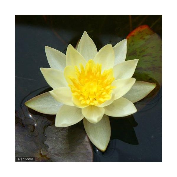 _aqua　_gardening　スイレン　睡蓮　栽培　育て方　ビオトープ　睡蓮　スイレン　ヒメスイレン　ガーデニング　水辺植物　スイレン　姫スイレン　スイレン（温帯性）　all_plants　姫スイレン_yellow　水辺0314　姫02...
