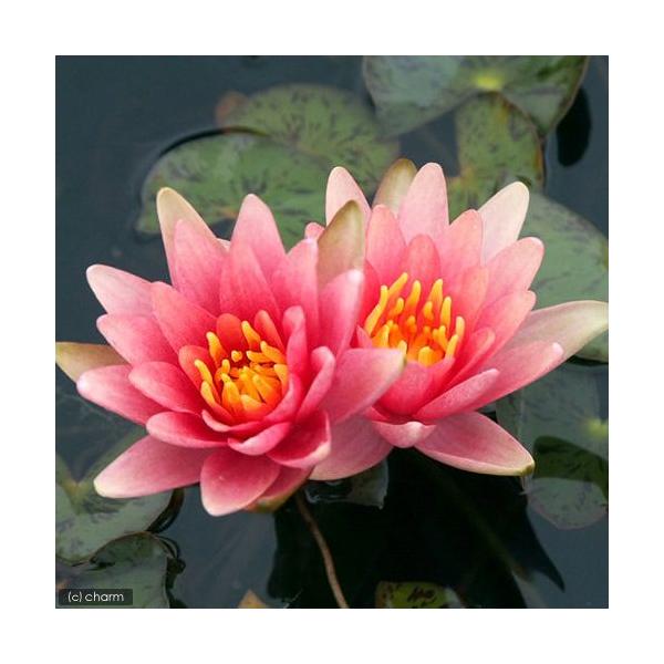 _aqua　sfset　_gardening　スイレン　睡蓮　栽培　育て方　ビオトープ　睡蓮　スイレン　ヒメスイレン　ガーデニング　水辺植物　スイレン　姫スイレン　スイレン（温帯性）　all_plants　姫スイレン_peach　姫0227...