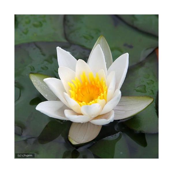 _aqua　_gardening　スイレン　睡蓮　栽培　育て方　ビオトープ　ガーデニング　水辺植物　スイレン　姫スイレン　スイレン（温帯性）　all_plants　姫スイレン_white　20130523　ＹＳ　HmPLdodi　植物　植物...