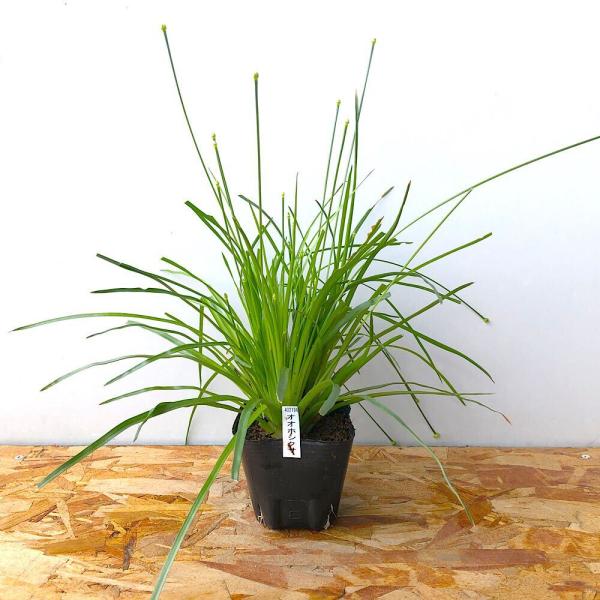 ビオトープ　ウォーターガーデン　水辺植物　水生植物　オーナメンタルグラス　線形状　ガーデニング　水辺植物all_plants　bio_130715　oa614xnmガーデニング　_aqua　_gardening　育て方　育成方法　栽培方法　...