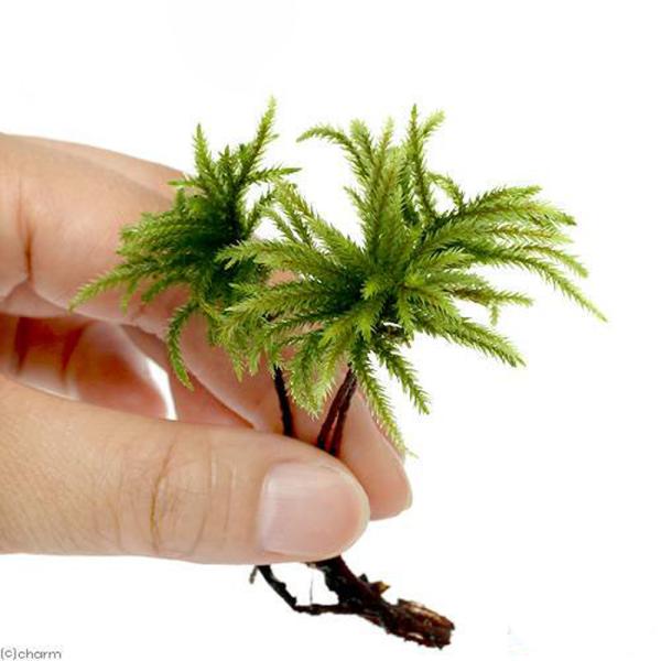 paludariumplants　パルダリウム　テラリウム　line2462terarium　all_plants　20130722　ＮＴ　育て方　育成方法　栽培方法　観葉植物　アクアテラリウム　ボトル　ビバリウム　コケ　苔　フロウソウ　コ...