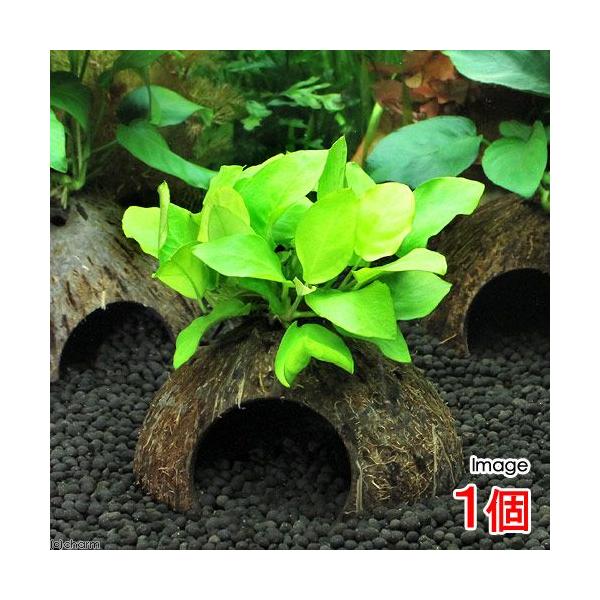 熱帯魚　水草　ライフKM　エビが喜ぶアクセサリ　wp_kywrd　20130820　YS　ココナッツシェルター　wp0324_7cran　アヌビアス・ナナ　kattyaku2017　ナナゴールデン　greenplants　かくれが　隠れ家　...