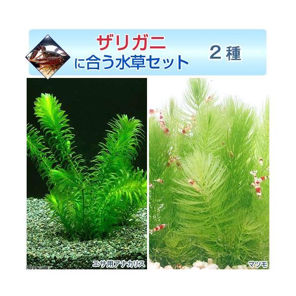 _wp　熱帯魚　エビ他　水草　セット　魚で選ぶ　all_plants　wp_kywrd　20130825　YS　_fish　_aqua　opa2_delete　point5wplants