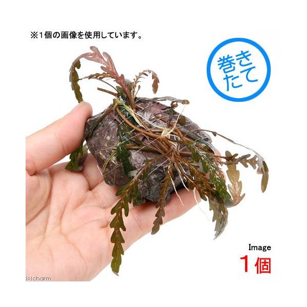 熱帯魚　_wp　水草　後景草　ギザギザ　ピナティフィダはこちら　wp_kywrd　ck95zl8w水草　xdwsq174水草　ＡＴ　20131102　_aqua　point5wplants　Ｈｙｇｒｏｐｈｉｌａ　ｐｉｎｎａｔｉｆｉｄａ