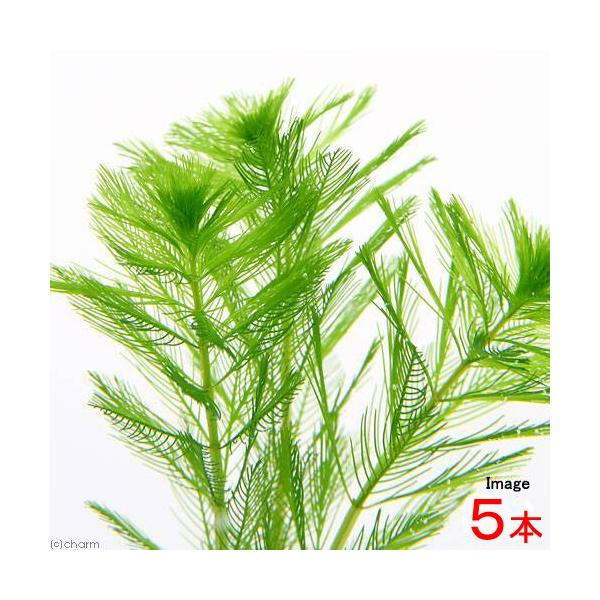 PF_SPQ　熱帯魚　_wp　_aqua　有茎　ハ行　水草　後景草　きめ細かい　all_plants　wp_kywrd　20131128　KIX　p5mizbrk2305