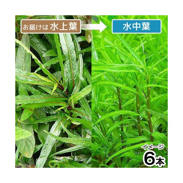 熱帯魚　_aqua　有茎　ア行　水草　前景草　横に広がる　all_plants　wp_kywrd　20110606　YS　saki27to0　キツネノマゴ科　Acanthaceae　オギノツメ属　Hygrophila　mizks1013ev...