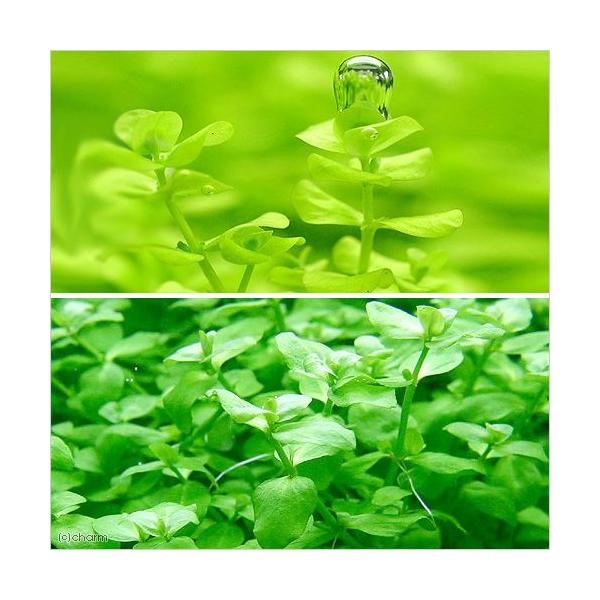 水草　有茎　ヤ行　丸葉　中景草　後景草　ラージパールグラス　キューバパールグラス　パールグラス　バコパ　オーストラリス　Hemianthus　micranthemoides　ゴマノハグサ科　Scrophulariaceae　ヘミアントゥス属...