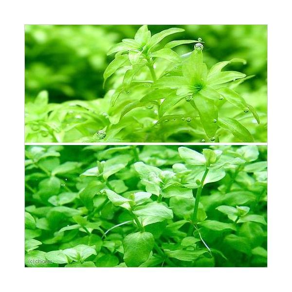 水草　有茎　ヤ行　丸葉　中景草　後景草　ラージパールグラス　キューバパールグラス　パールグラス　バコパ　オーストラリス　Hemianthus　micranthemoides　ゴマノハグサ科　Scrophulariaceae　ヘミアントゥス属...