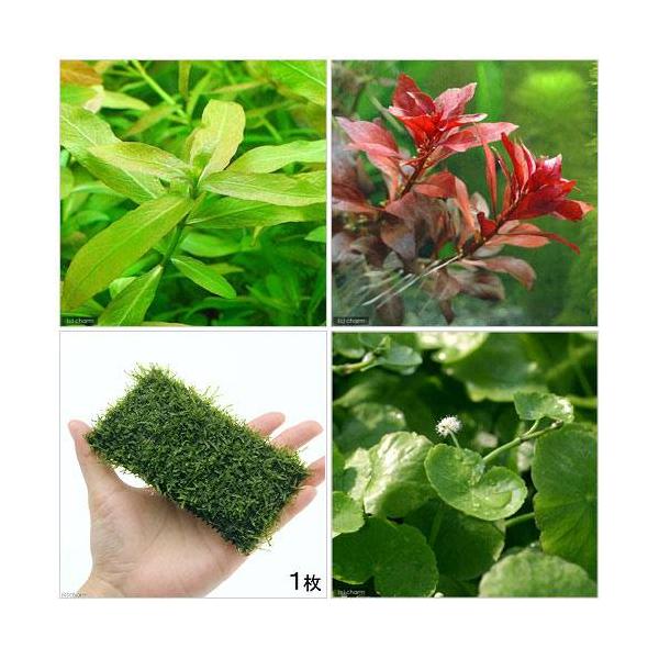 熱帯魚　_aqua　エビ用水草　水草　溶岩石付　all_plants　ウィローモス溶岩石はこちら　ウィローモスはこちら　溶岩石素材はこちら　ハウス状はこちら　ウィローモス　fnwr_mktto　マット状はこちら　wp0317_kingyo　...