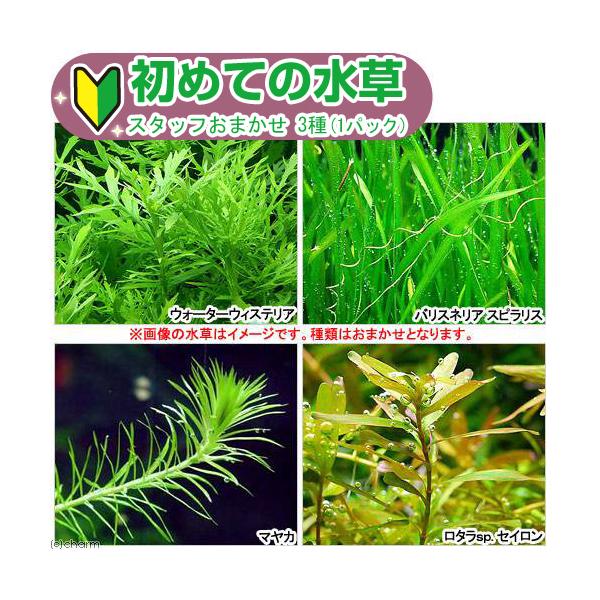 熱帯魚　_wp　ビギナーにオススメ　水草セット０８０９　水草　セット　レイアウト　水草ビギナーセット　wp_kywrd　初心者　初めての水草シリーズ　KIX　20140129　_aqua　６００円　６００円セット　p5219hppwp　p5...
