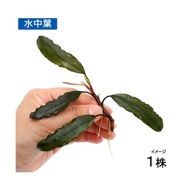 PF_SPQ　熱帯魚　水草　クリプトとその近縁　ワイルド便/sp　all_plants　rgicns34　tuika_p064　wp_kywrd　ブセファランドラsp　シンタン　pijlkfs00　おすすめブセファ1110　wkl12110...