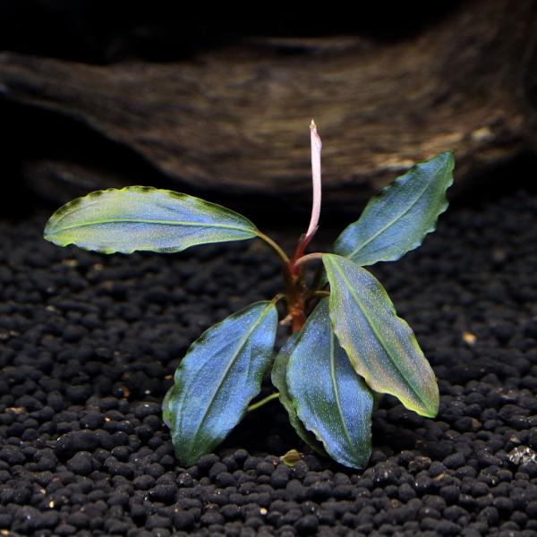 PF_SPQ　水草　陰性水草　低光量　水中葉　サトイモ科　Araceae　ブセファランドラ属　Bucephalandra　ラマンダウ　ダークカラー　活着　活着水草　ワンポイント　ブセファランドラｓｐ．　y26m04　2026zenki　20...