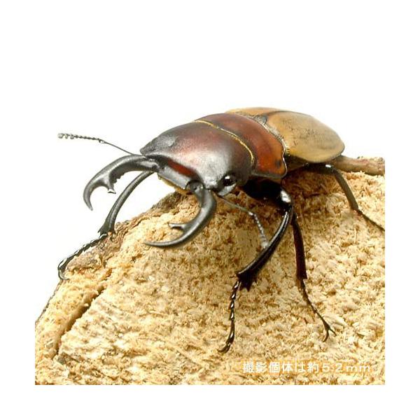 PF_SPQ　クワガタ　nesia_insect　▲クワガタ　オドントラビス　カブト・クワガタ・用品　カブトムシ・クワガタ　外国産クワガタ　成虫　ツヤ　ツヤクワ　ゾンメル　y26m04 restock