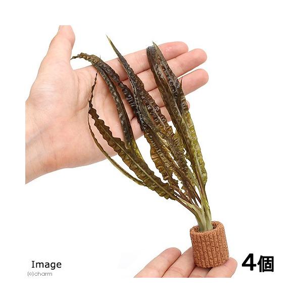 熱帯魚　20140509　ＡＨ　ライフマルチ　クリプトコリネ　バランサエ　無農薬　４個　陰性水草　低光量　p5mizbrk2305
