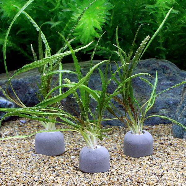 熱帯魚　20140509　ＡＨ　マルチリングブラック　クリプトコリネ　バランサエ　無農薬　４個　陰性水草　低光量　p5mizbrk2305　202501seitaievent02