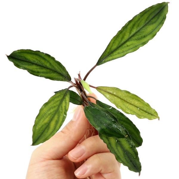 PF_SPQ　_aqua　熱帯魚　水草　クリプトとその近縁　ブセファランドラsp　水上葉　RS　テラリウム　テラ向け　bnr_busesiju　陰性水草　低光量　サトイモ科　Araceae　ブセファランドラ属　Bucephalandra　ブ...