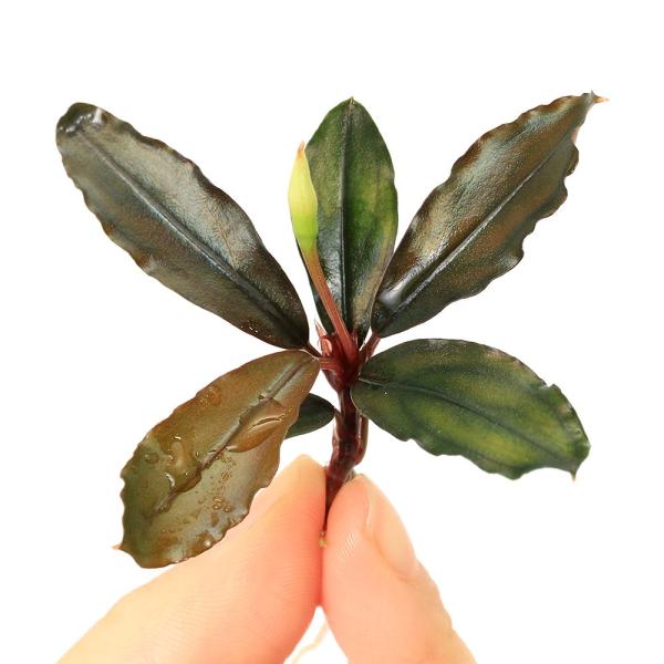 PF_SPQ　水草　陰性水草　低光量　水上葉　　サトイモ科　Araceae　ブセファランドラ属　Bucephalandra　セカダウガンボローザ　活着　活着水草　ワンポイント　ブセファランドラｓｐ．　040水上ブセ　y26m04　2026z...