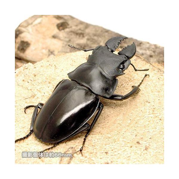 PF_SPQ　nesia_insect　▲クワガタ　オドントラビス　カブト・クワガタ・用品　カブトムシ・クワガタ　外国産クワガタ（成虫）　オドントラビス・ネブト